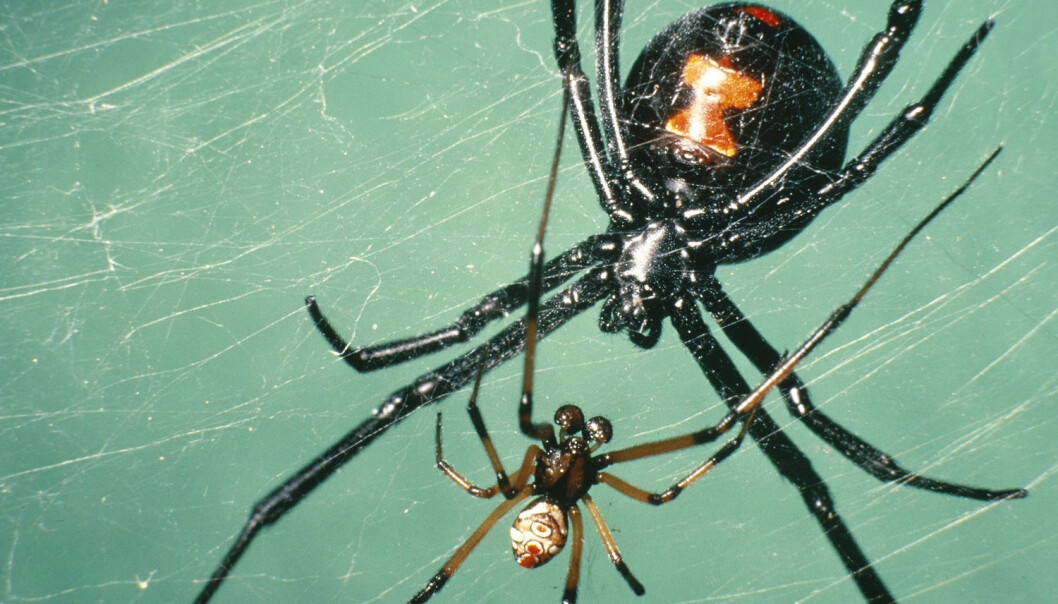 Dette trikset bruker sort enke-hanner for å overleve parringen