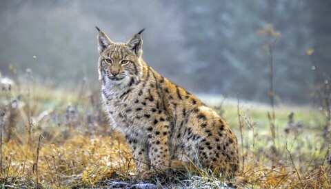 Ekte Gauper Wikipedia