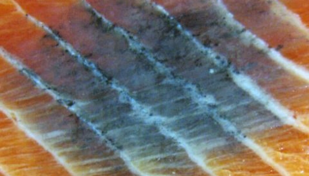 Fakta om klassisk furunkulose hos laks