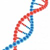 Ny teknikk for å se på DNA