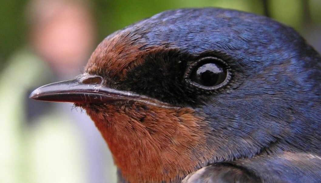 Fuglers eventyrlige fargeverden