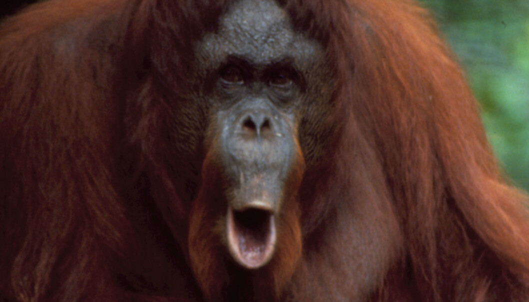 Aper tiltrekkes av motsetninger