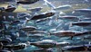 Spring-spawning herring were 'tricked' into spawning in autumn