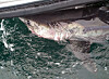 For the first time, researchers have managed to tag this furious shark