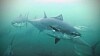 Live storage of bluefin tuna: Historic success in Norwegian waters