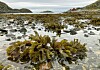 Bladderwrack and serrated wrack provide unique insights into ...